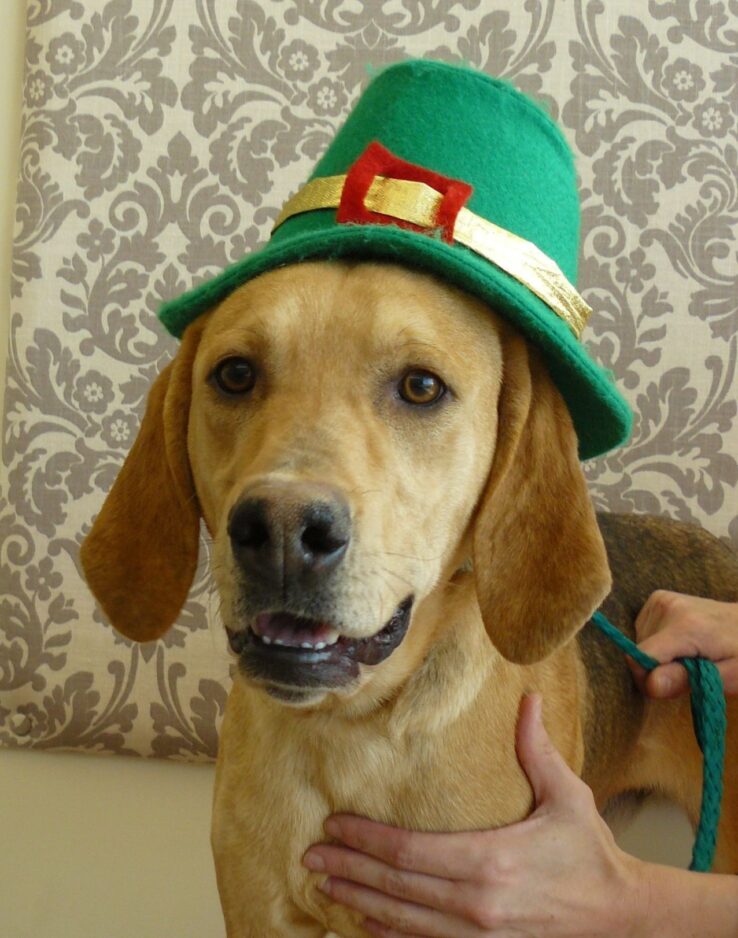 SUVAS Pet of the Week: O’Malley | News, Sports, Jobs - Daily Herald